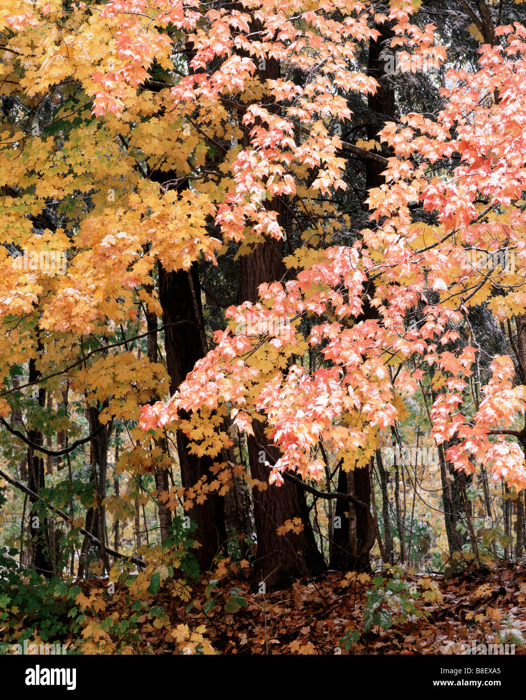 autumn trees and snow, Ottawa National Forest, Upper Peninsula ...