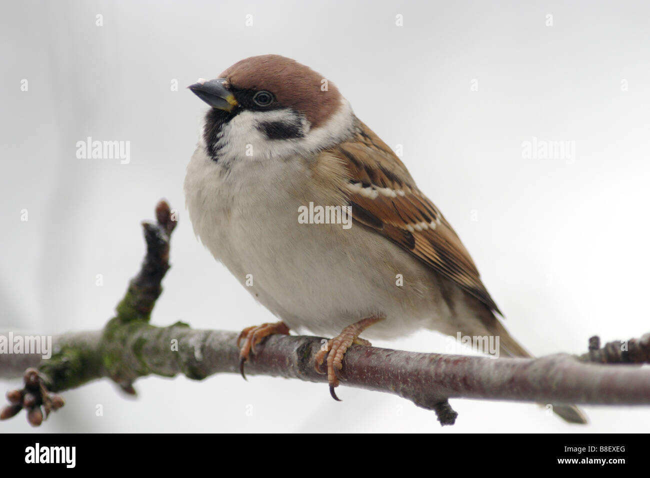 Passer montanus bird hi-res stock photography and images - Alamy