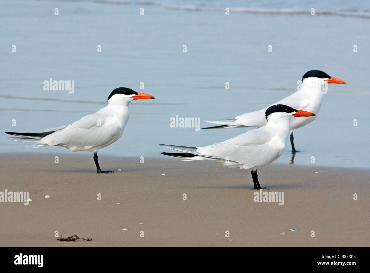 Caspian white fish hi-res stock photography and images - Alamy