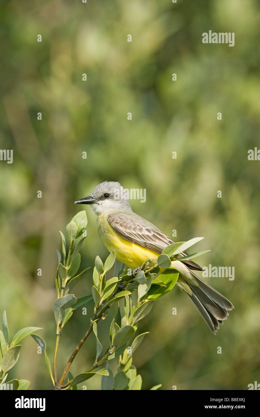 Tropical birding hi-res stock photography and images - Alamy