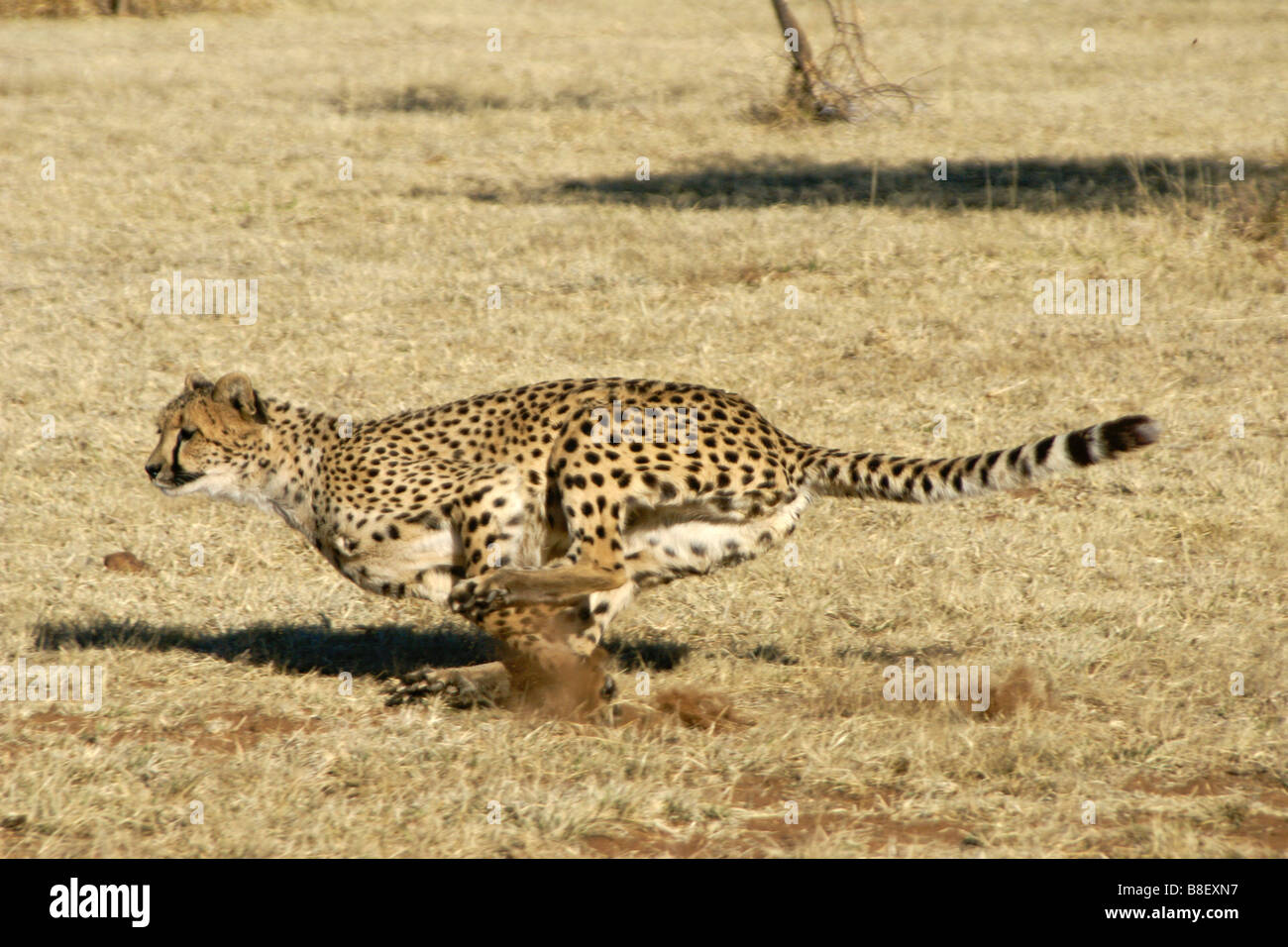 Africa cat running leopard hi-res stock photography and images - Alamy