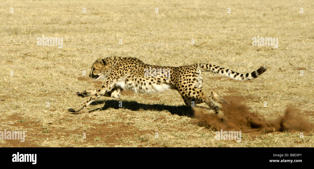 Cheetah chase hi-res stock photography and images - Alamy
