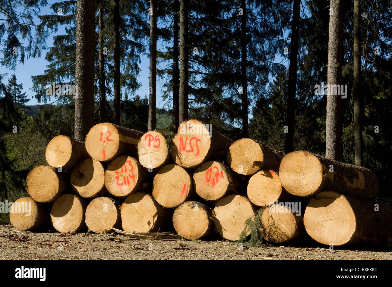 Timber in the Harz National Park, Germany Stock Photo - Alamy