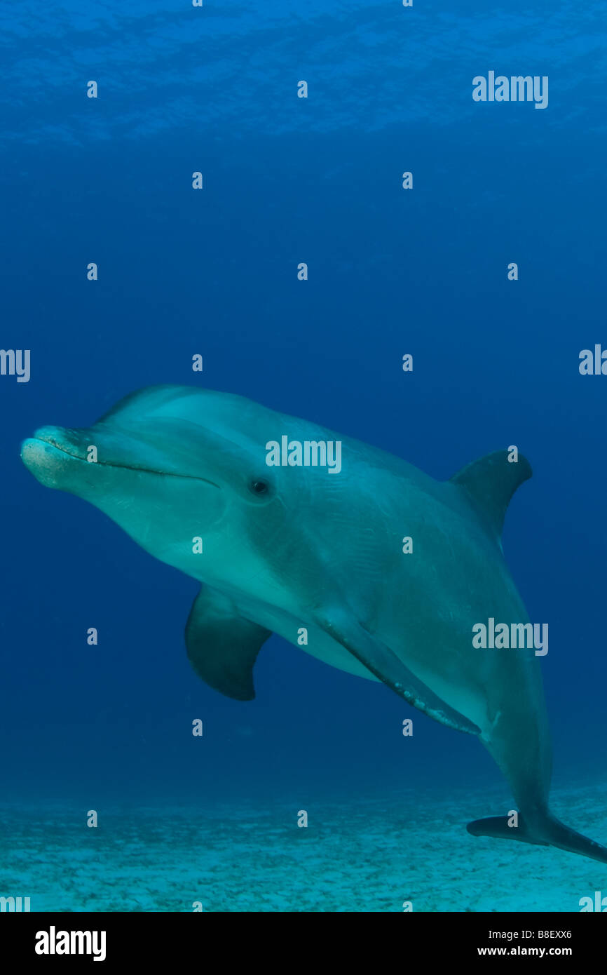 Bottlenose Dolphin Tursiops truncatus Caribbean Sea Honduras Stock ...