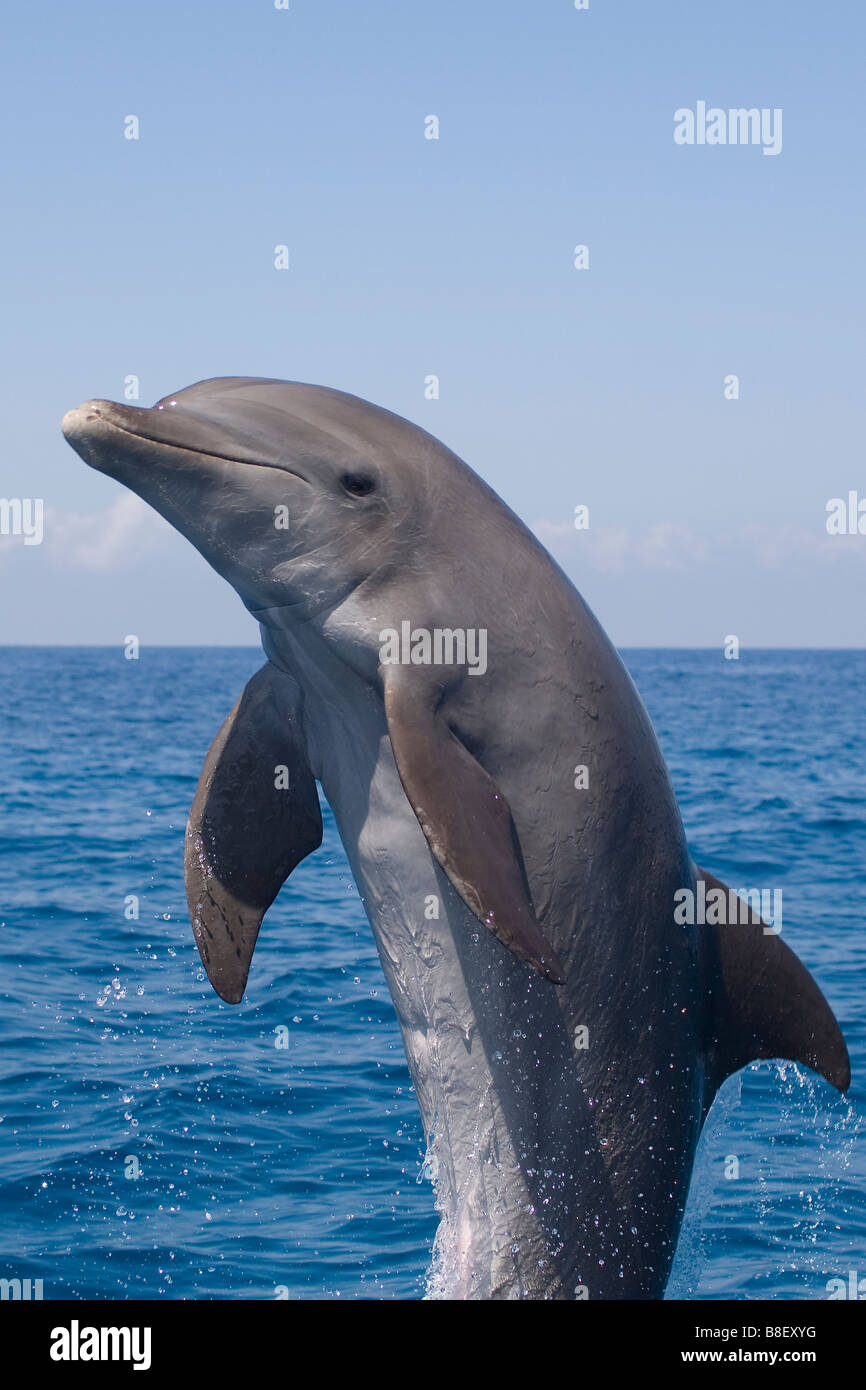 Bottlenose Dolphin Tursiops truncatus Caribbean Sea Honduras Stock ...