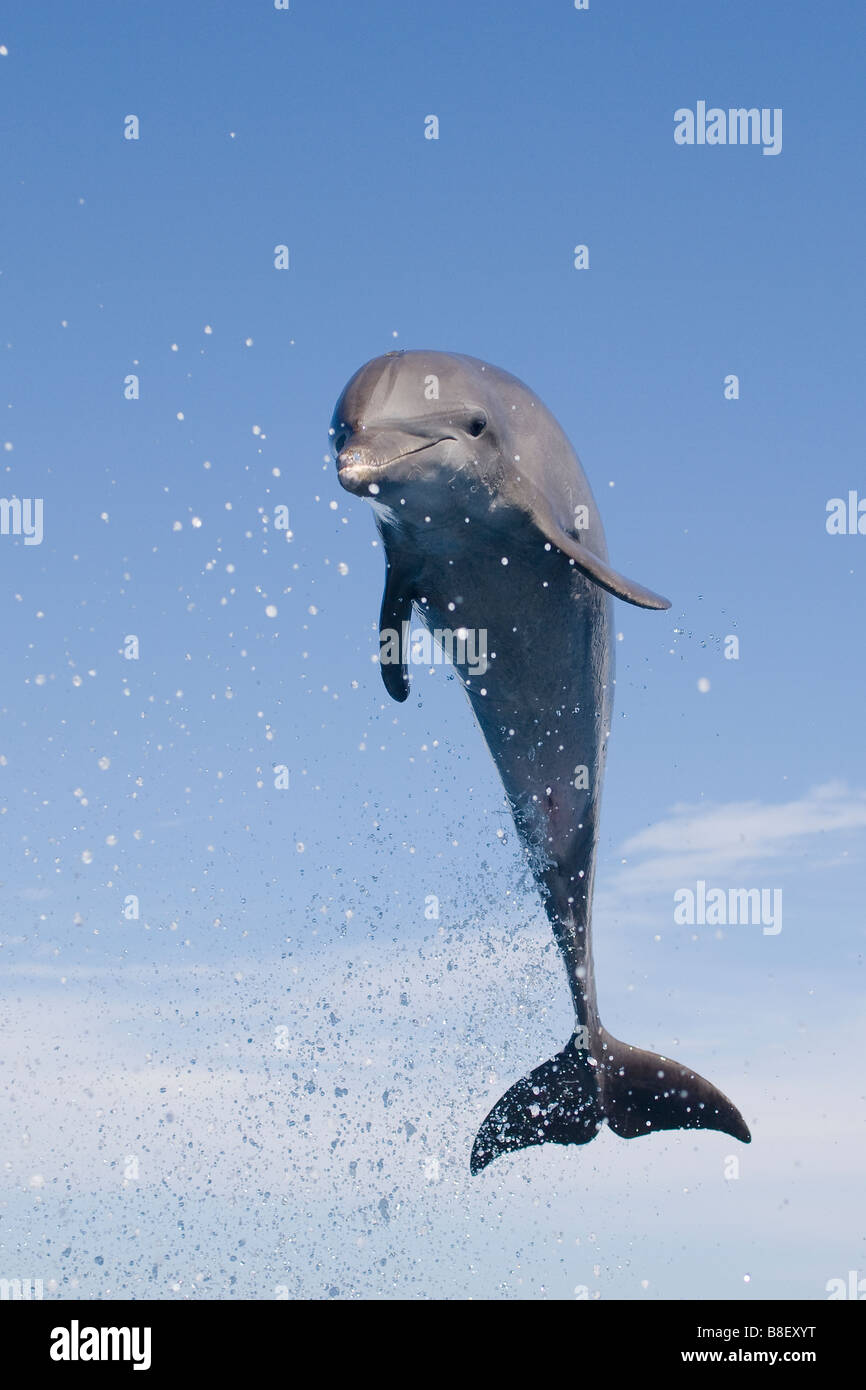 Bottlenose Dolphin Tursiops truncatus Caribbean Sea Honduras Stock ...