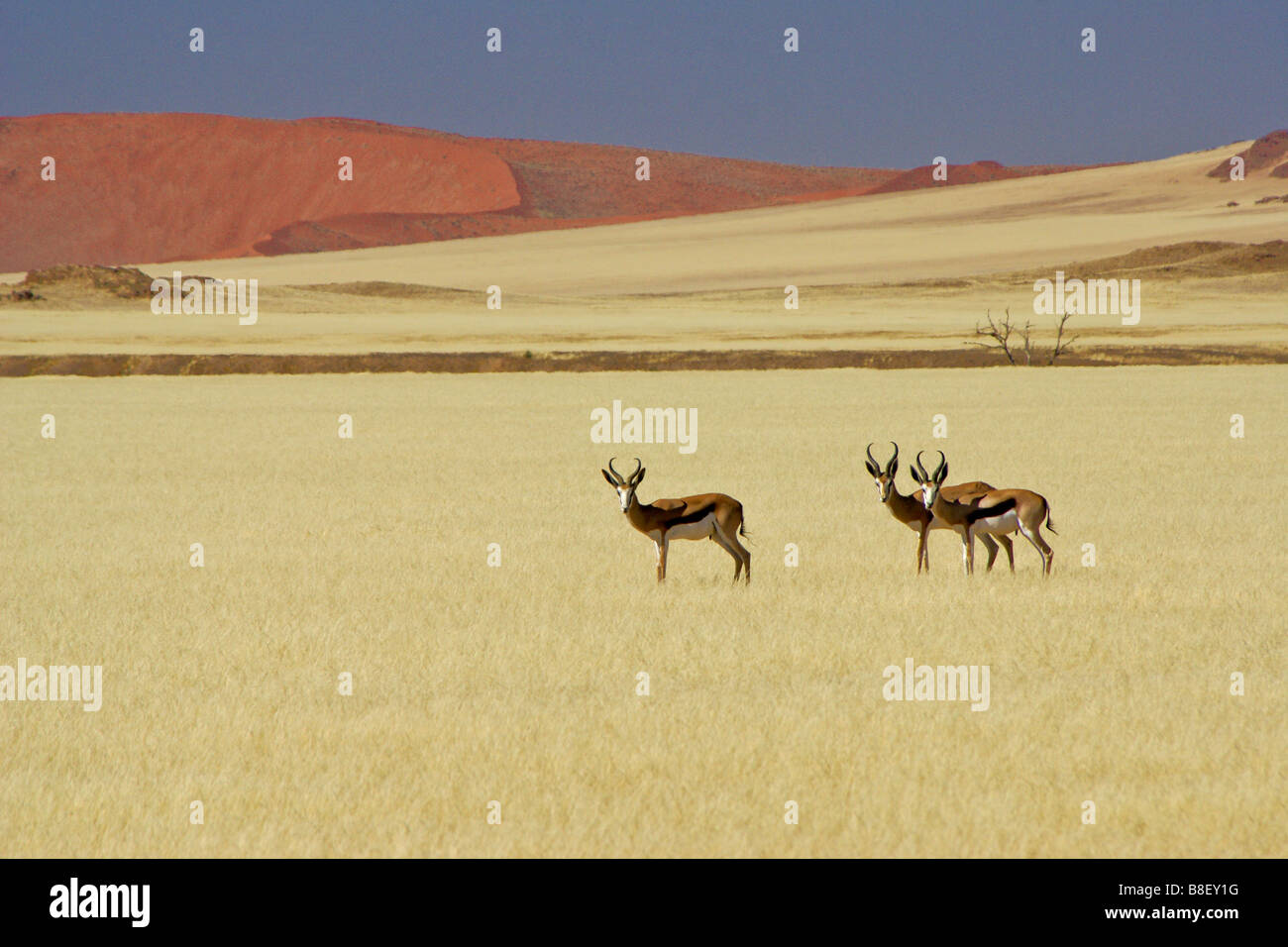 Springbok on grassland, Namib-Naukluft Park, Namibia Stock Photo - Alamy