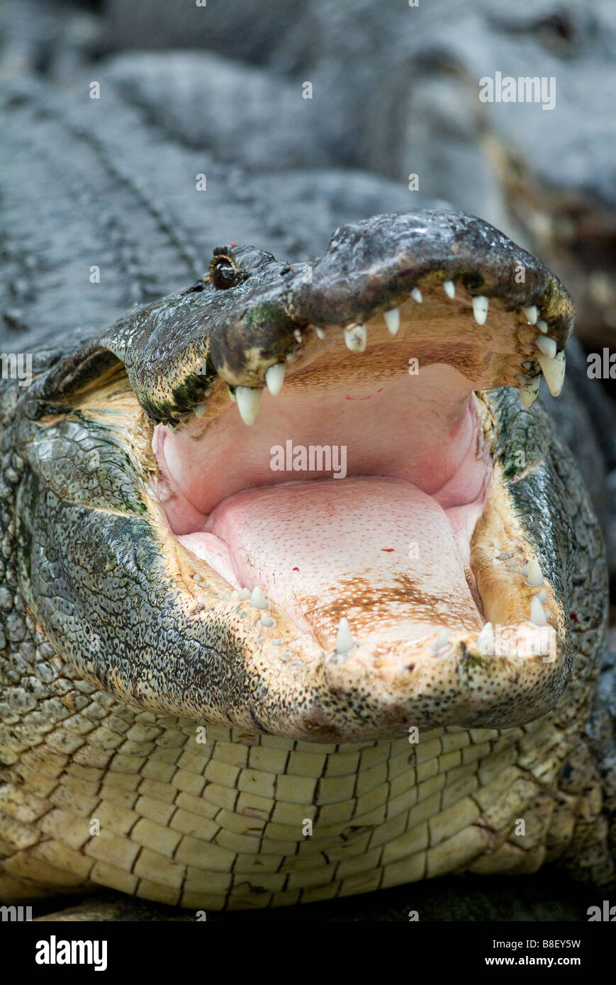 American Alligator Alligator mississippiensis Florida Stock Photo - Alamy