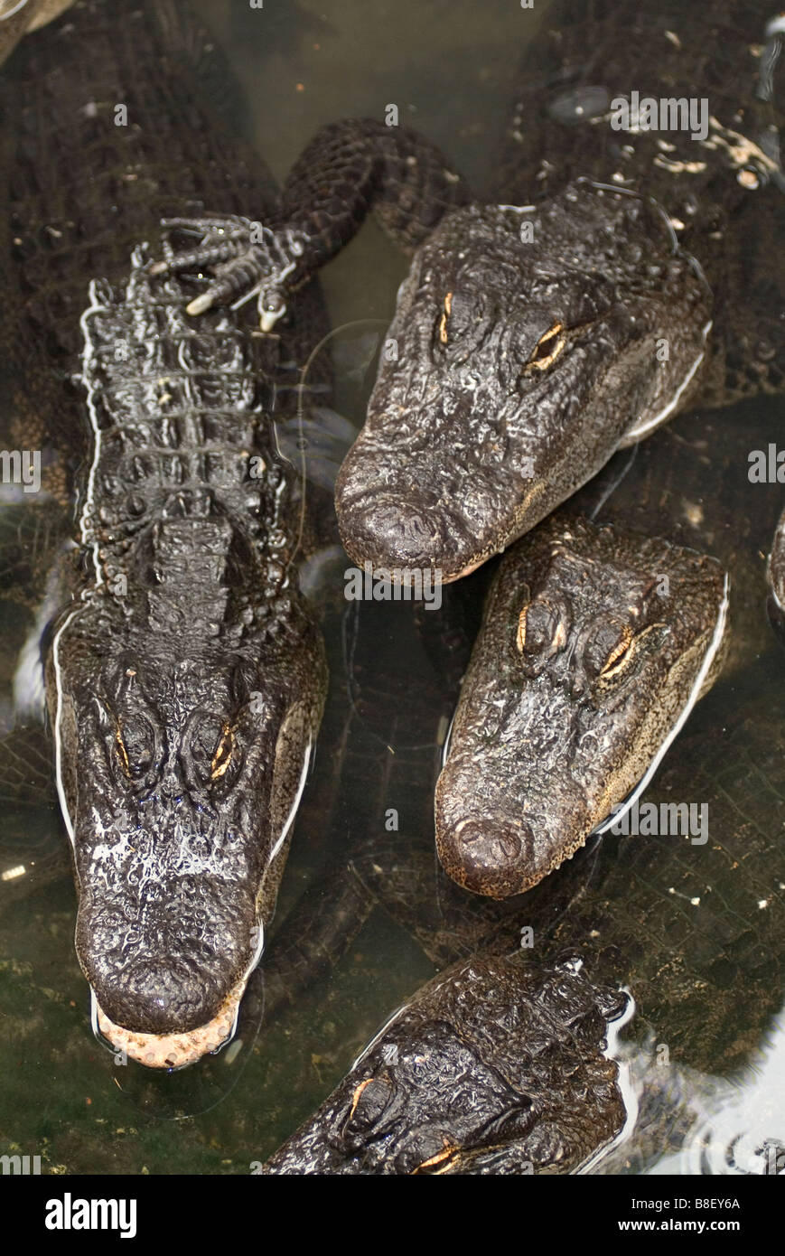 American Alligator Alligator mississippiensis Florida Stock Photo - Alamy