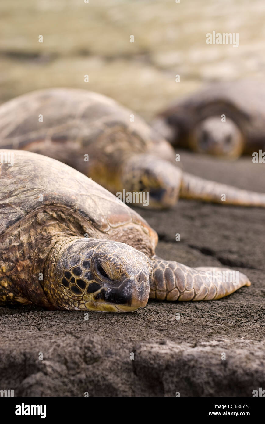 Tropical turtles hi-res stock photography and images - Alamy