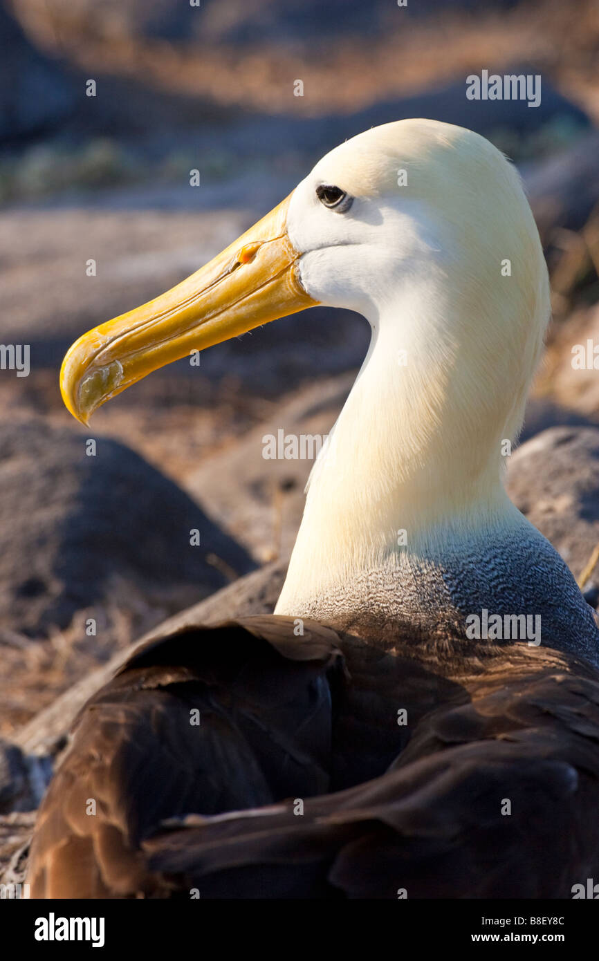Waved Albatross (Diomedea irrorata) sitting on nest, Espanola (Hood ...