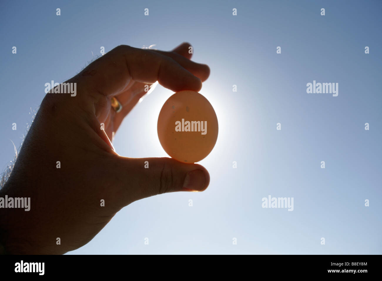 Hand holding hens egg hi-res stock photography and images - Alamy