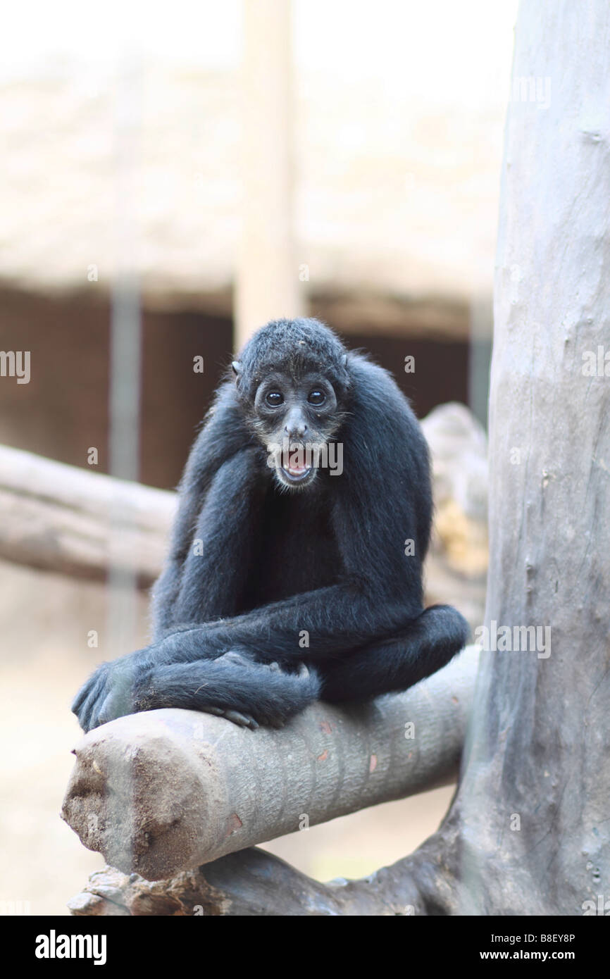 Male gibbon in the zoo. Barranquilla, Atlantico, Colombia, South ...