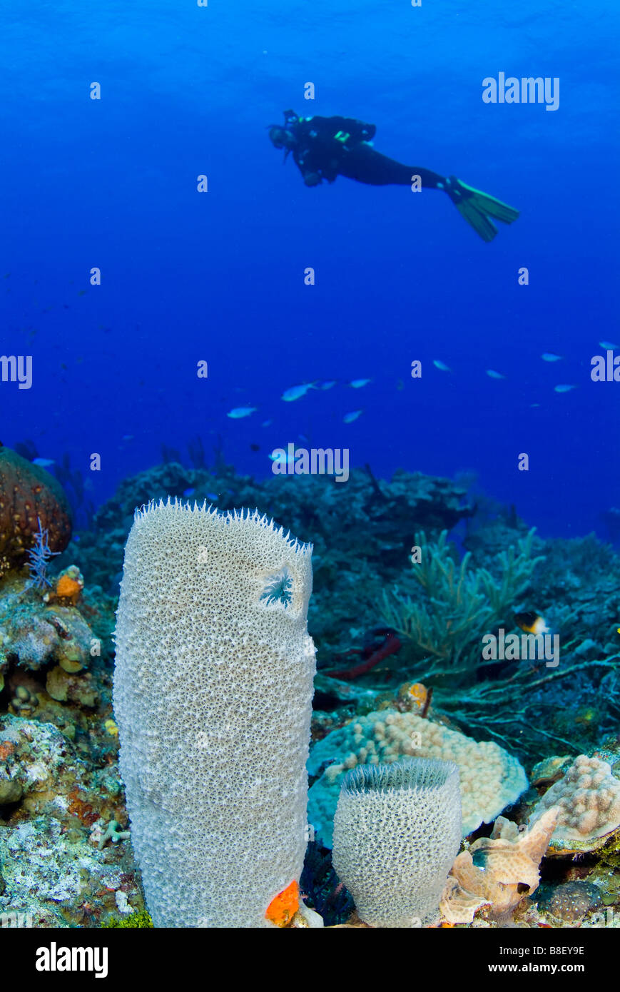 Scuba Diver over Coral Reef Stock Photo - Alamy