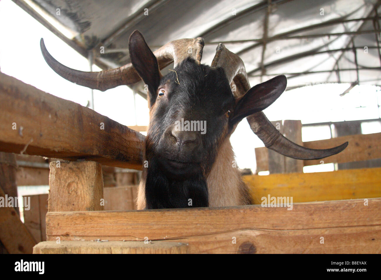 portrait of a bill of goats Camosciata selected and bred in the hills ...