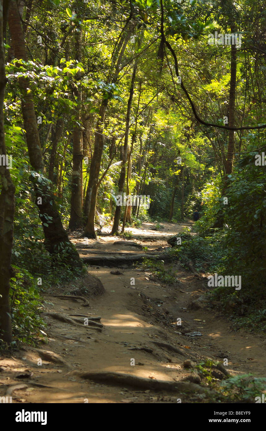 Jungle Path High Resolution Stock Photography and Images - Alamy
