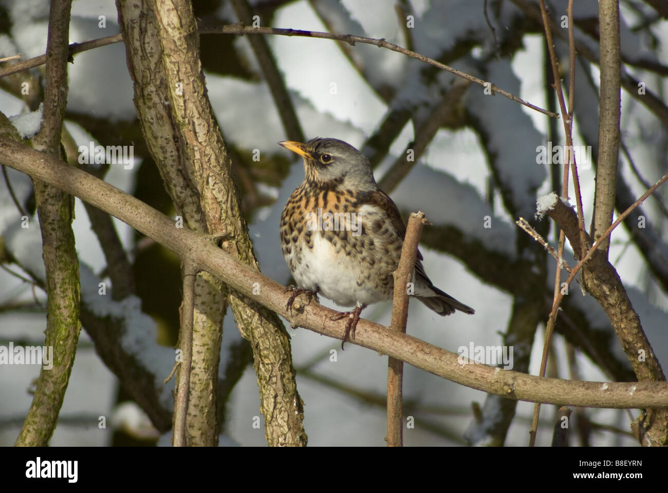 Wintering feeder hi-res stock photography and images - Alamy
