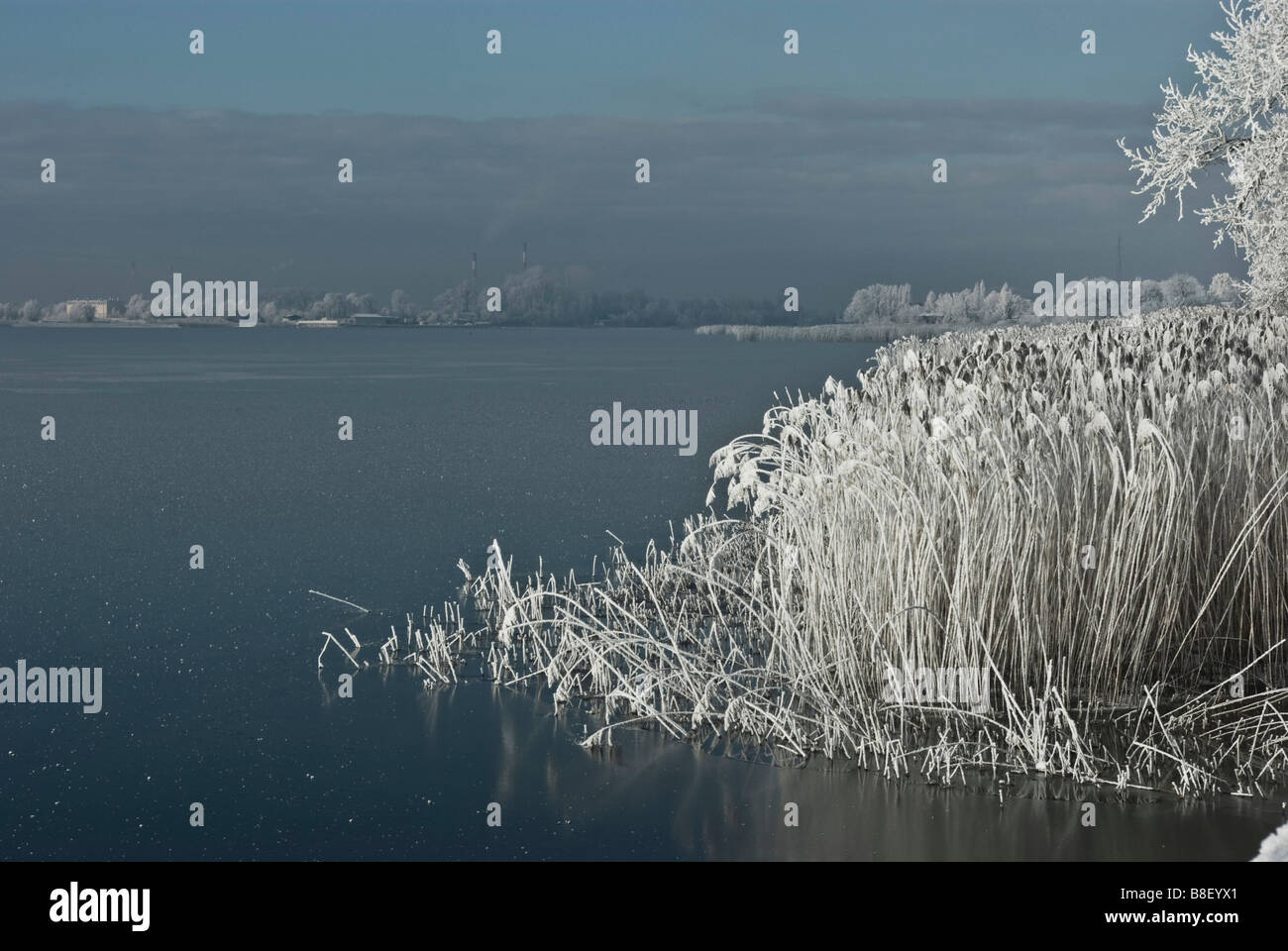 Frost reed hi-res stock photography and images - Alamy