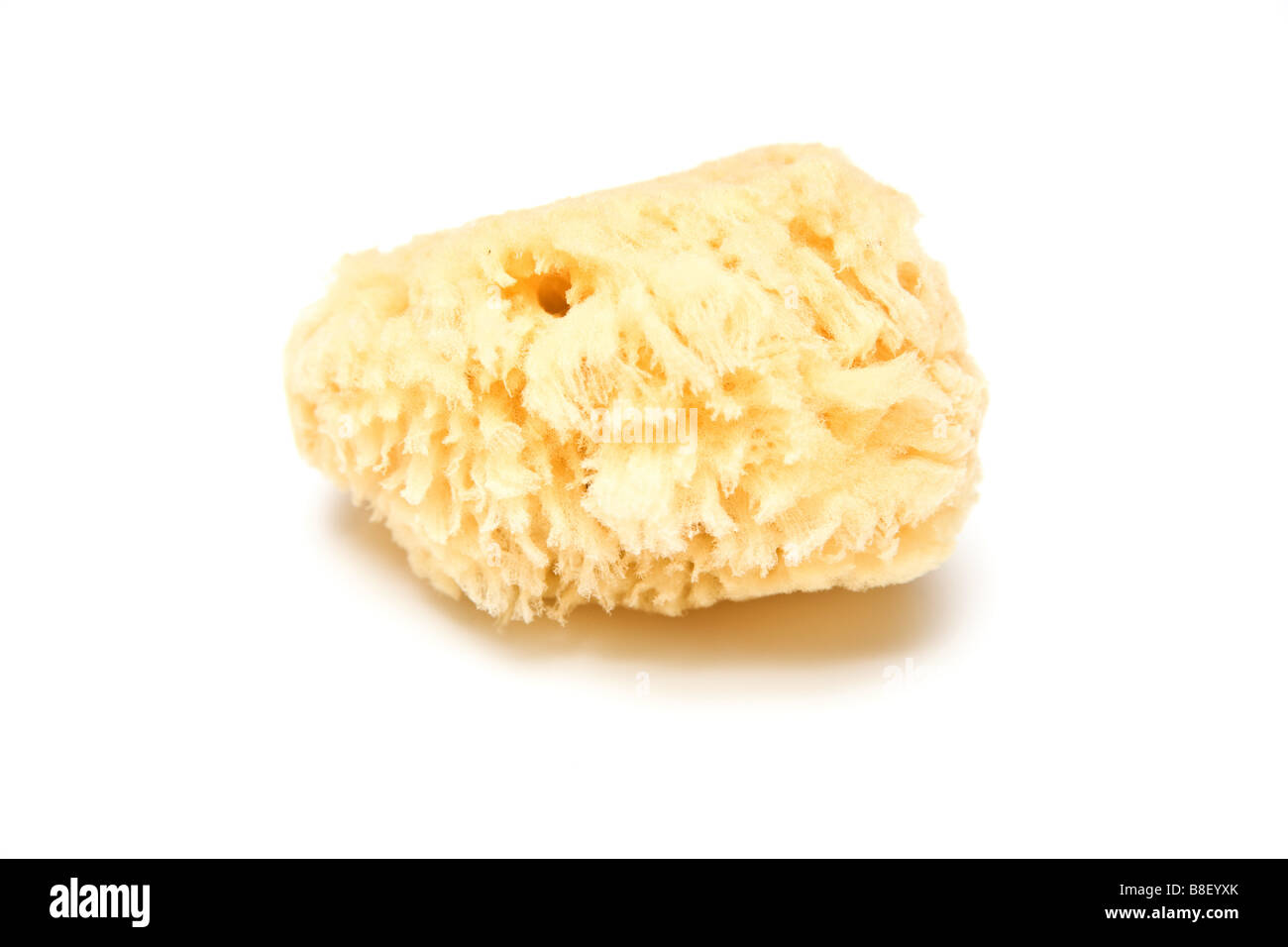 Sea sponge natural hi-res stock photography and images - Alamy