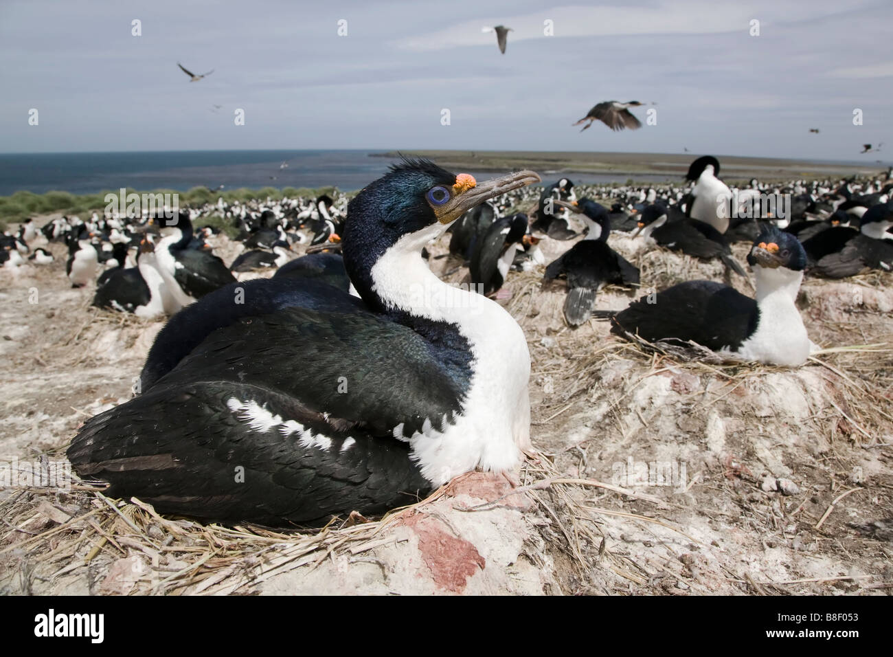 King Cormorant nesting colony Stock Photo - Alamy