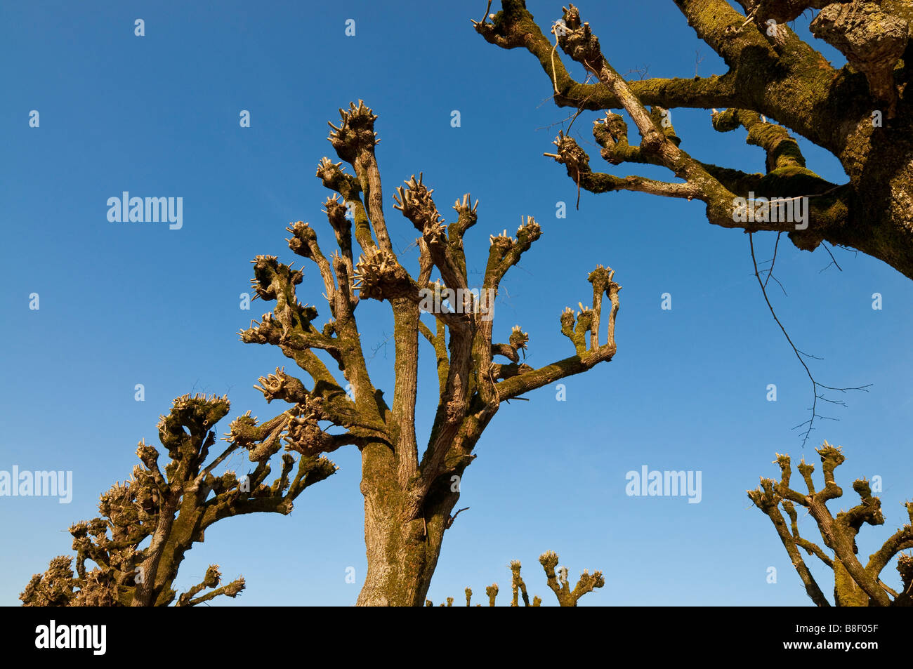 Pollarded branches hi-res stock photography and images - Alamy