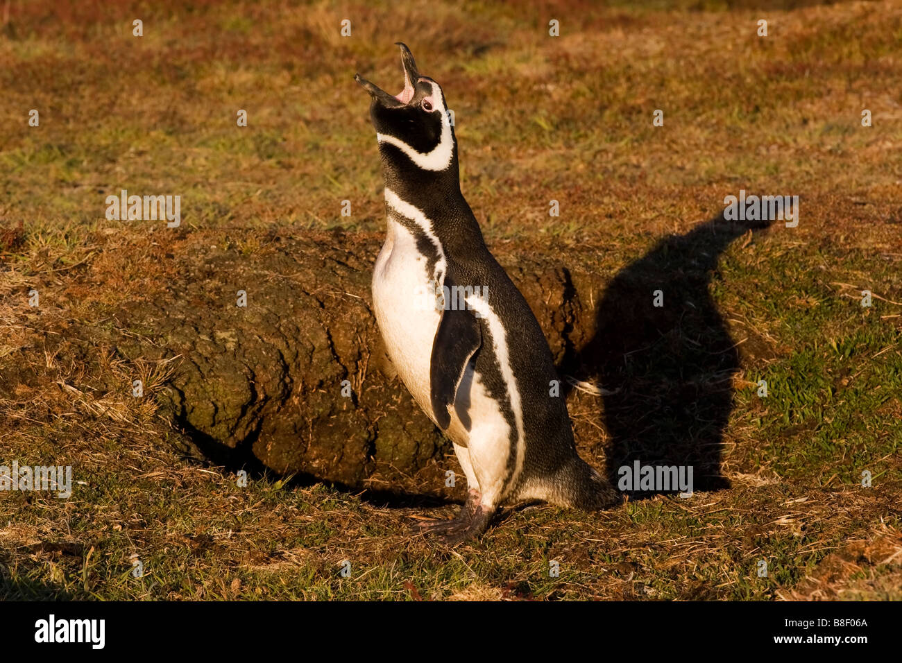 A Magellanic Penguin displaying at the entrance to its nest burrow ...