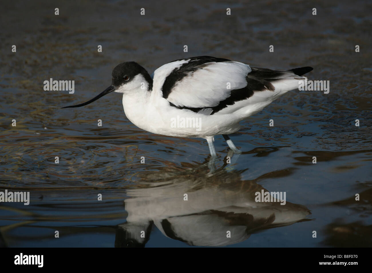 Avocet Recurvirostra avosetta Stock Photo - Alamy