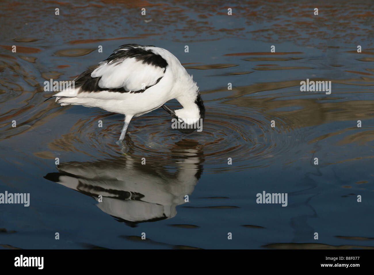 Avocet Recurvirostra avosetta Stock Photo - Alamy