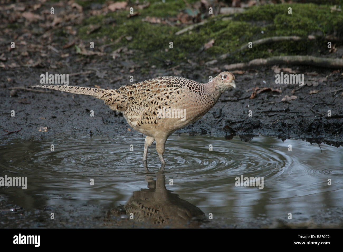 Pheasant water hi-res stock photography and images - Alamy