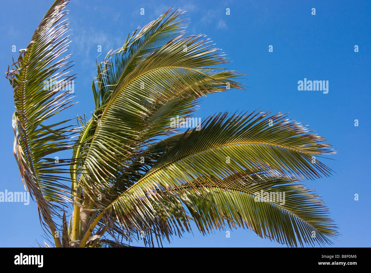 Waving Of Palm Branches Symbolize