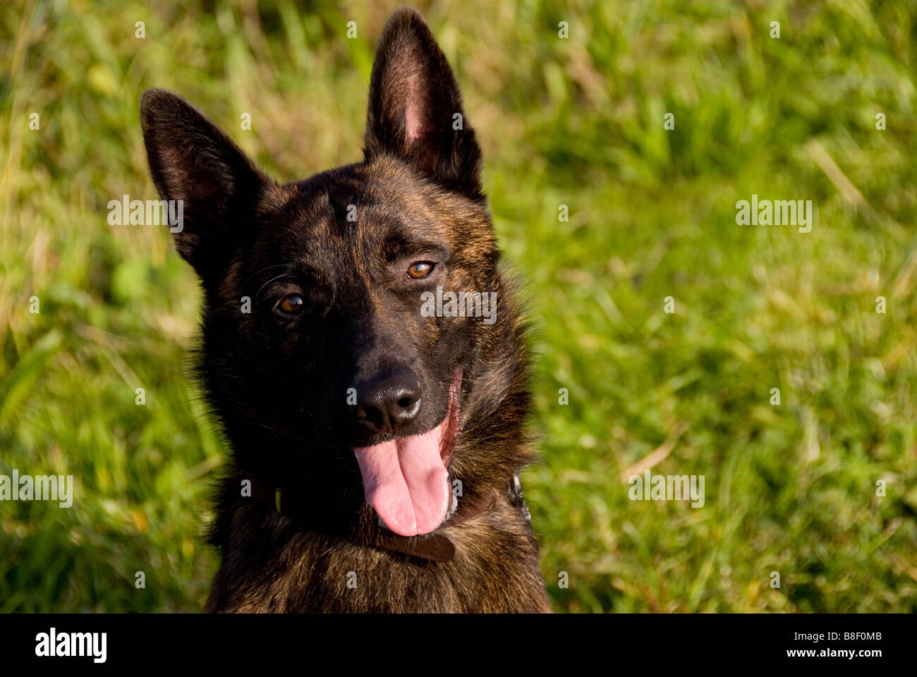 Hollandse herder hi-res stock photography and images - Alamy