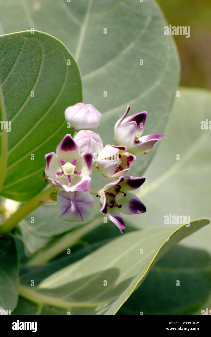 Banana tree flower at Islands of Antigua and Barbuda Stock Photo - Alamy
