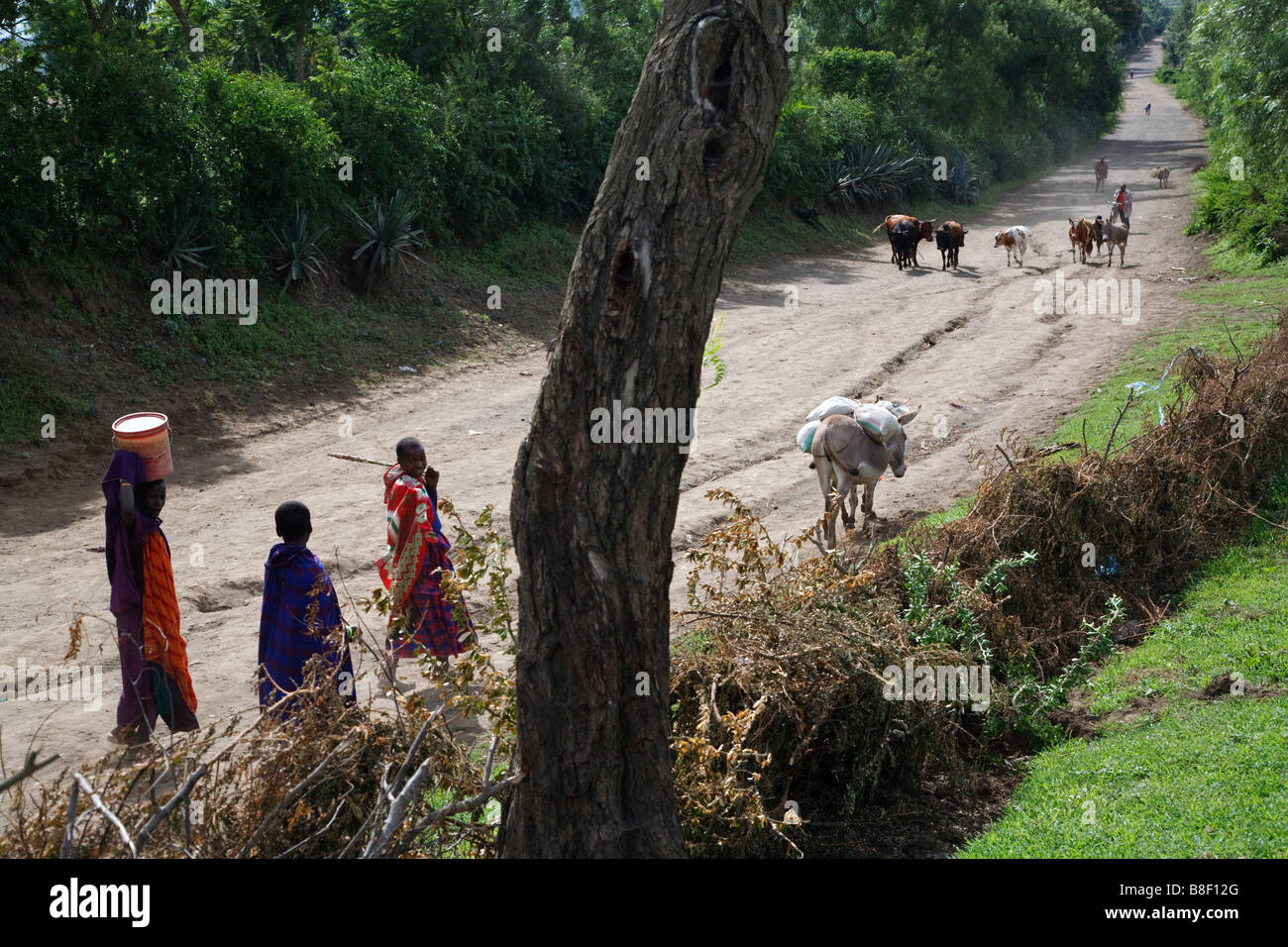 Maasai Cattle High Resolution Stock Photography and Images - Alamy