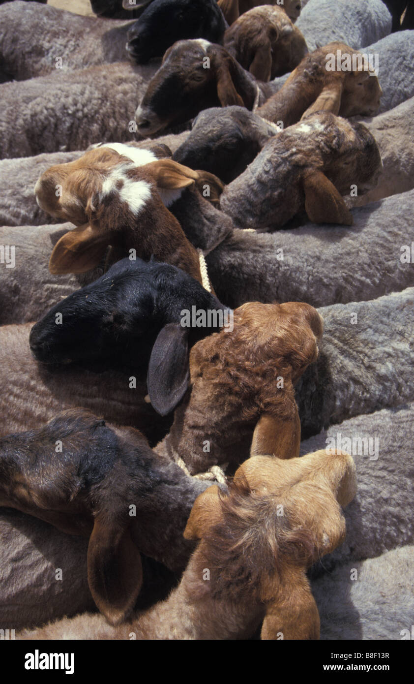 Fat tailed sheep hi-res stock photography and images - Alamy