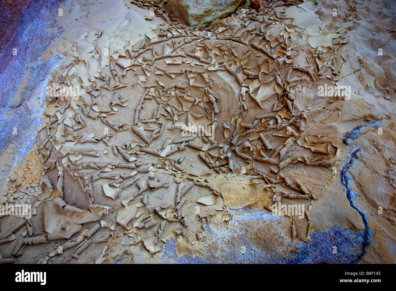 Nature Patterns Spiral High Resolution Stock Photography and Images - Alamy