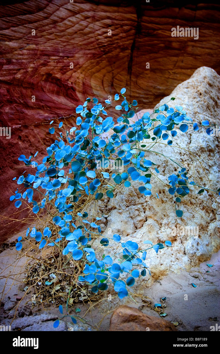 cyan flowers in an arid landscape in Egypt Stock Photo - Alamy