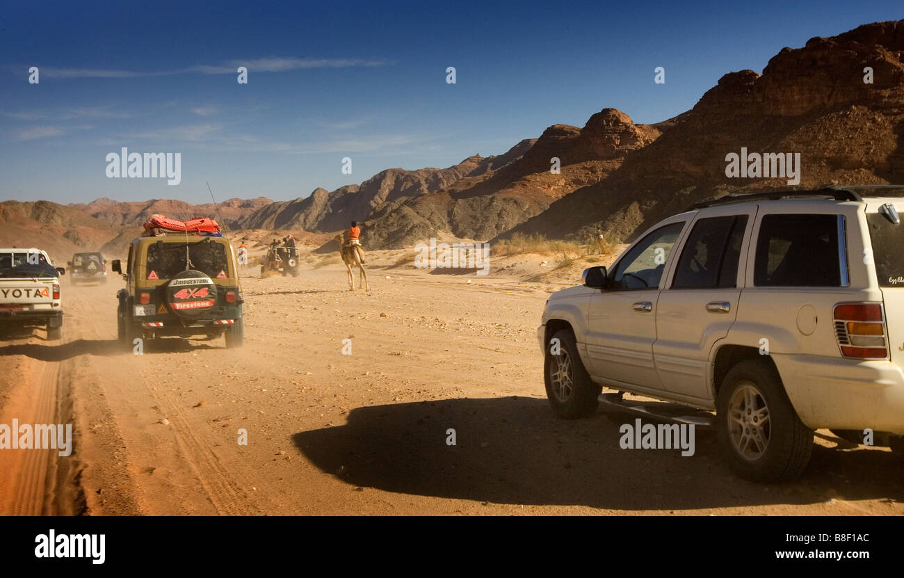 4x4 and camels race through the desert in Egypt Stock Photo - Alamy