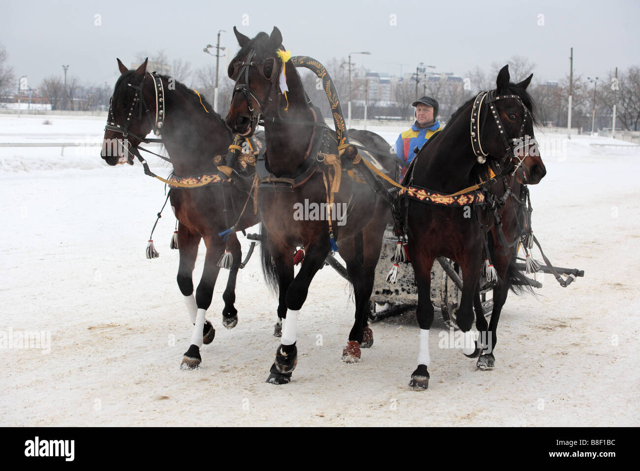 Russian Troika driving competitions in Moscow Stock Photo - Alamy