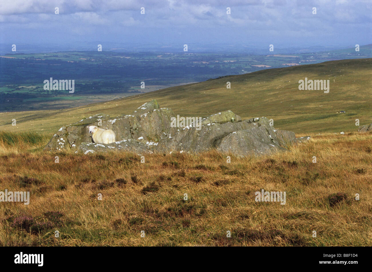 Preseli hills sheep hi-res stock photography and images - Alamy