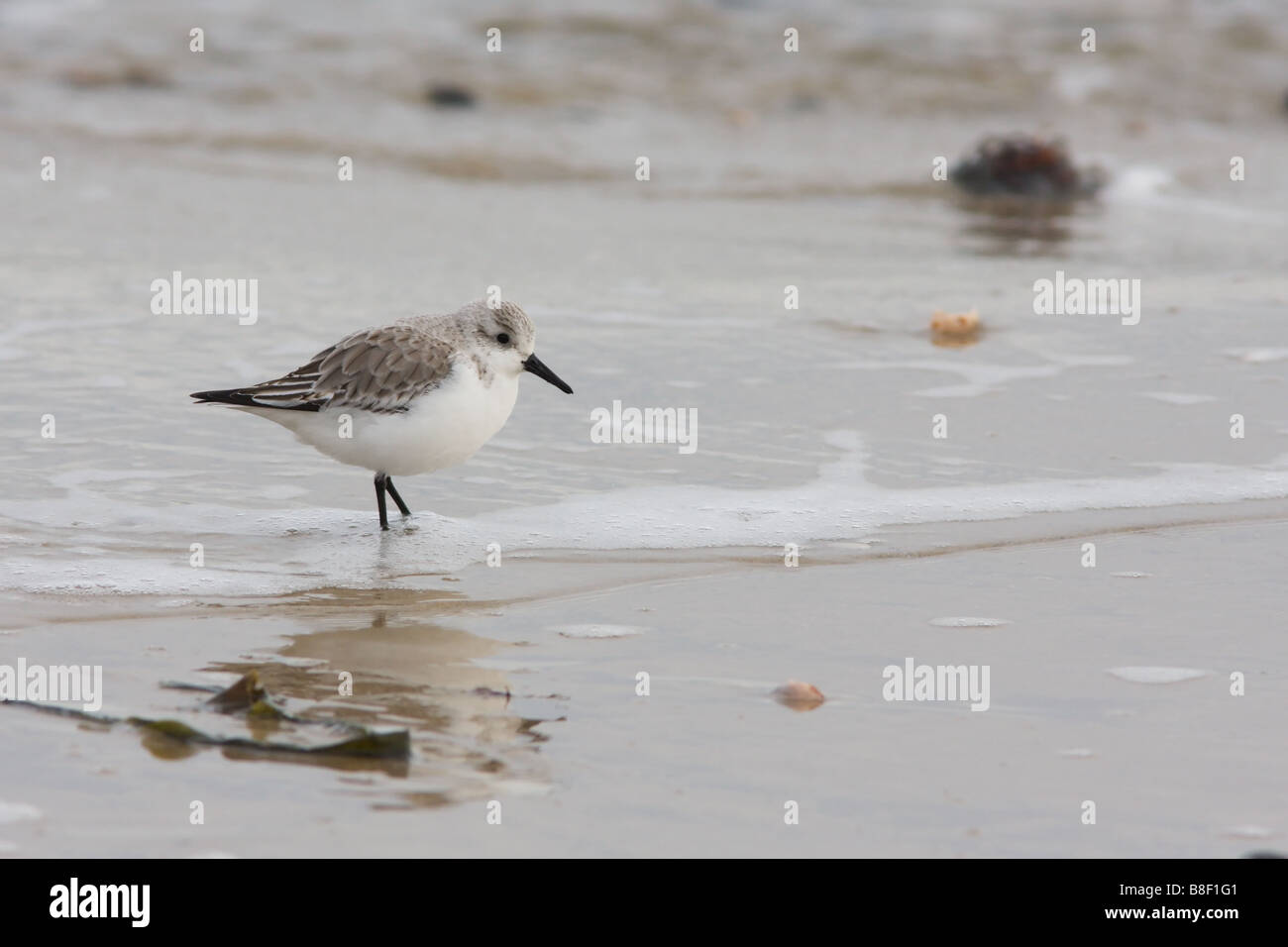 Sanderling Winter Plumage (Calidris alba Stock Photo - Alamy