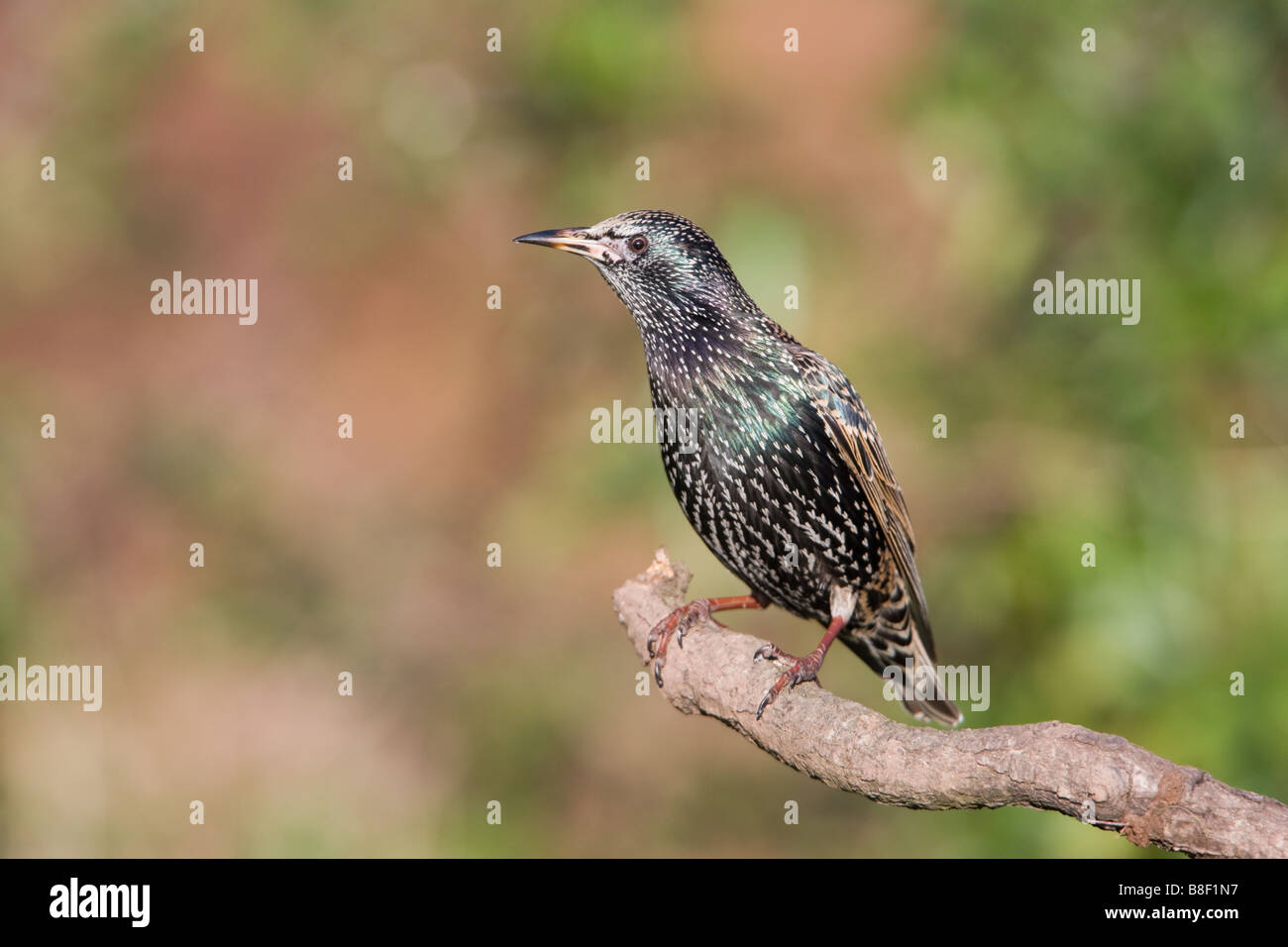 Starling sturnis vulgaris hi-res stock photography and images - Alamy