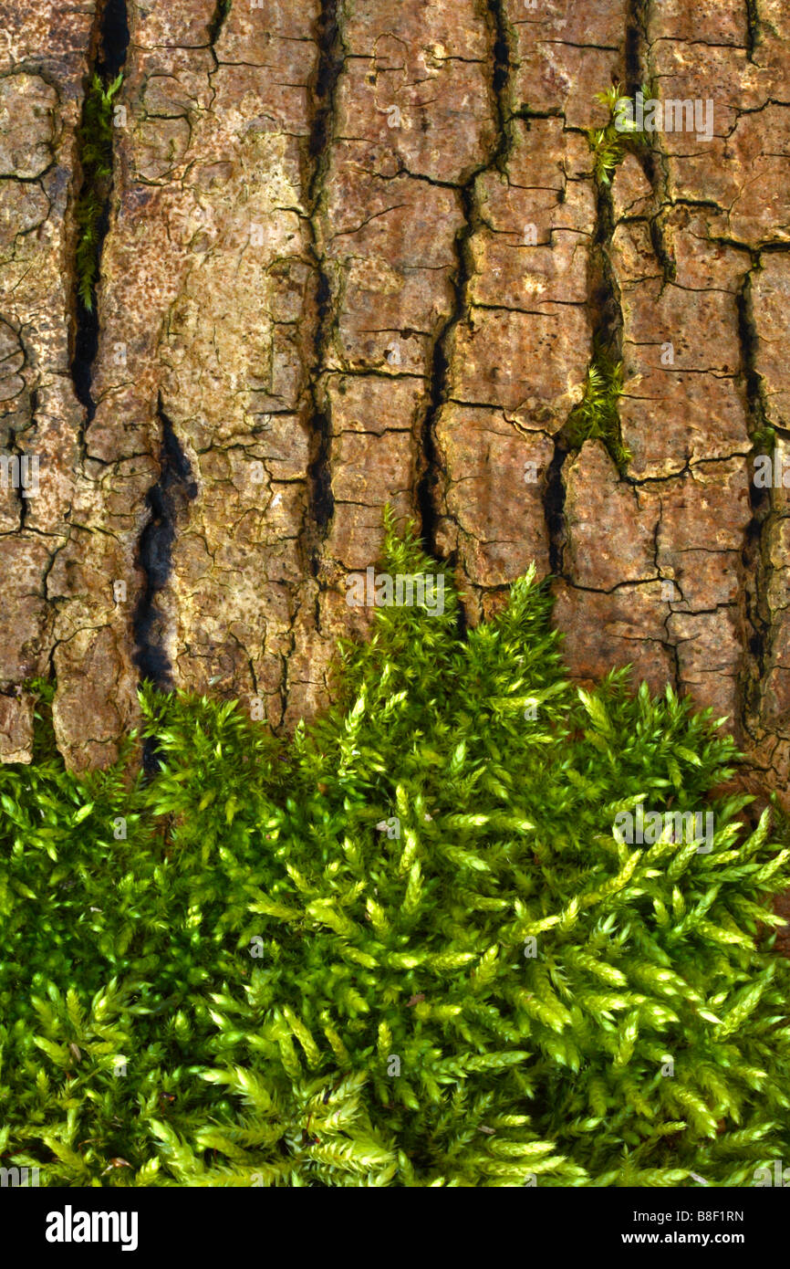 Horizontal lines on bark hi-res stock photography and images - Alamy