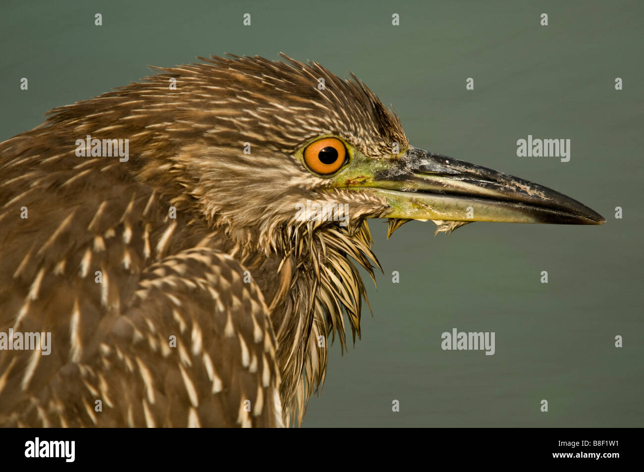 Israel Maagan Michael Fish ponds Close up of Juvenile Black crowned ...