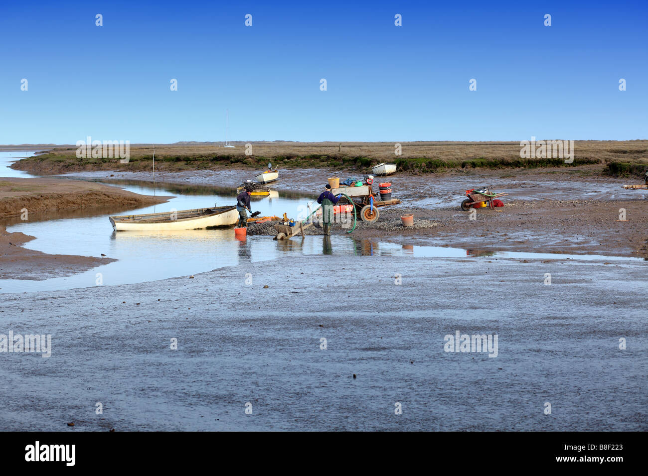 Fishermen Gathering Mussels from the many Salt Marshes on the North ...