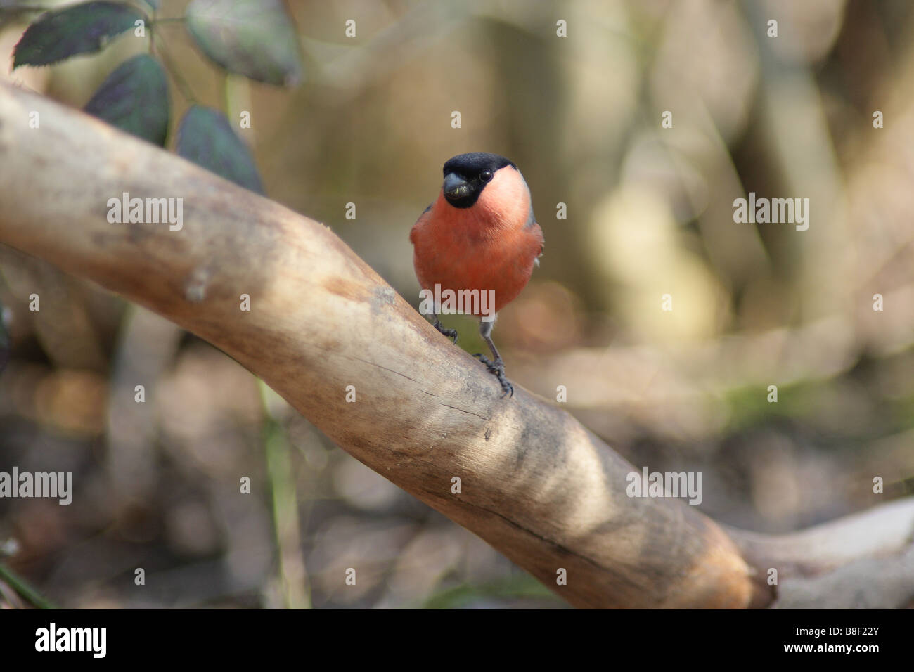 Male pyrrhula hi-res stock photography and images - Alamy
