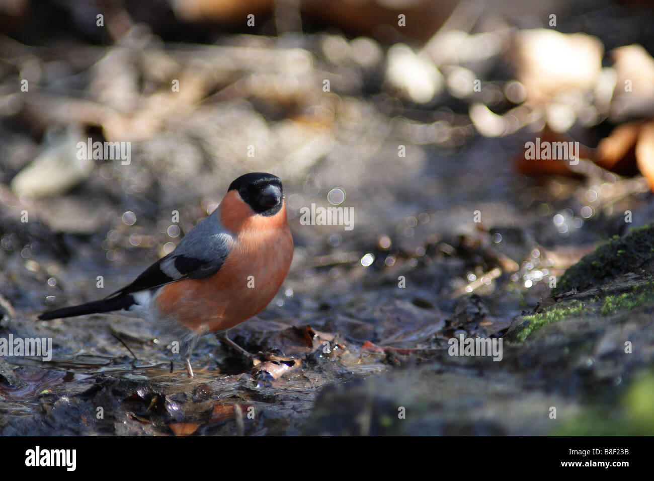 Male pyrrhula hi-res stock photography and images - Alamy