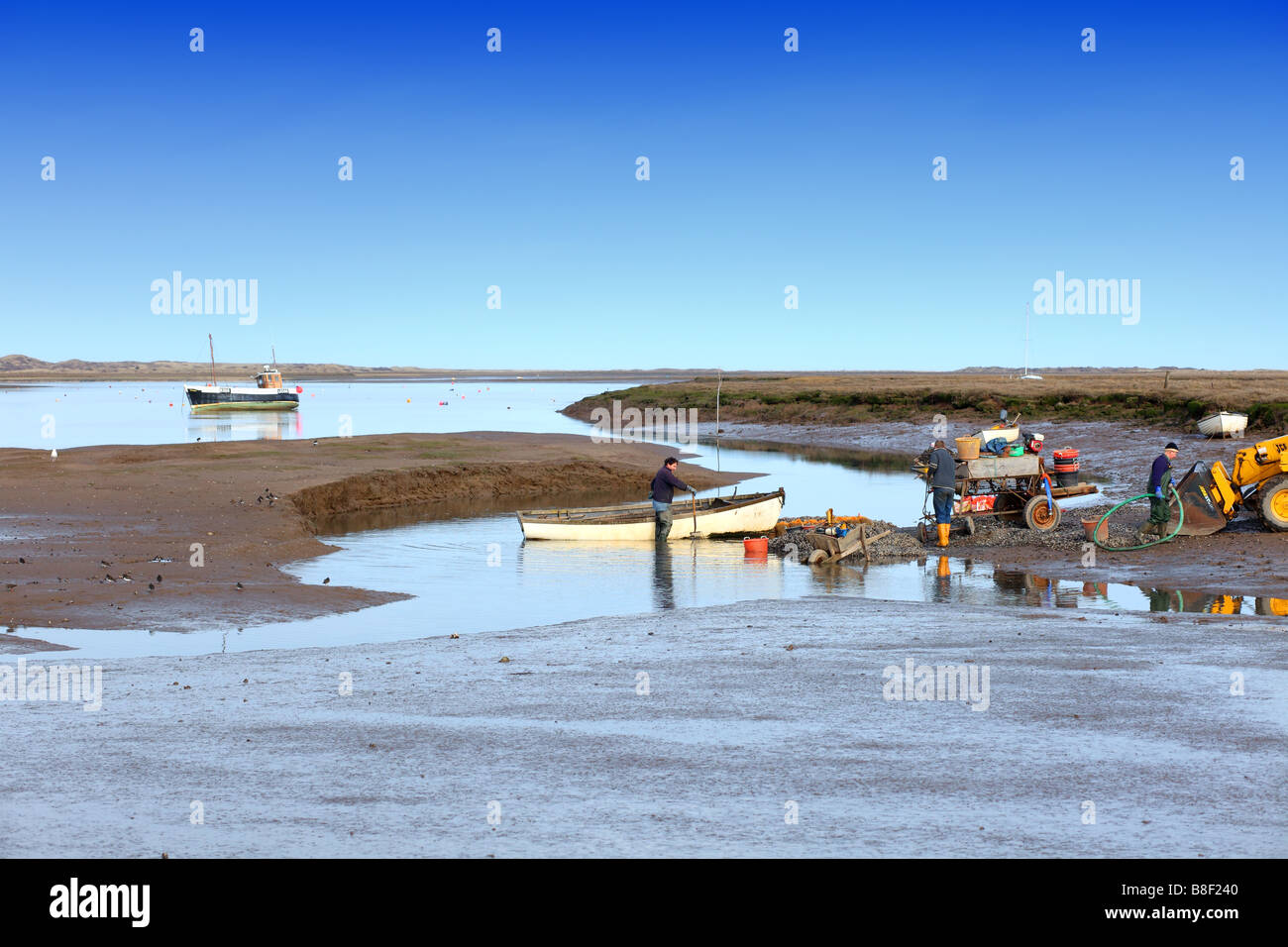 Fishermen Gathering Mussels from the many Salt Marshes on the North ...