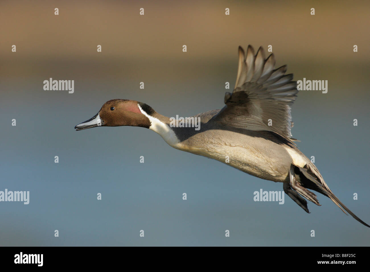 Northern pintail duck hi-res stock photography and images - Alamy
