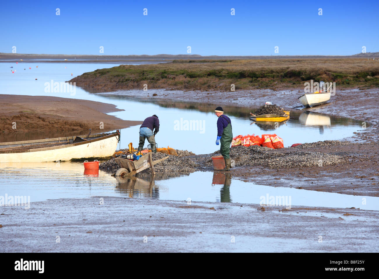 Fishermen Gathering Mussels from the many Salt Marshes on the North ...