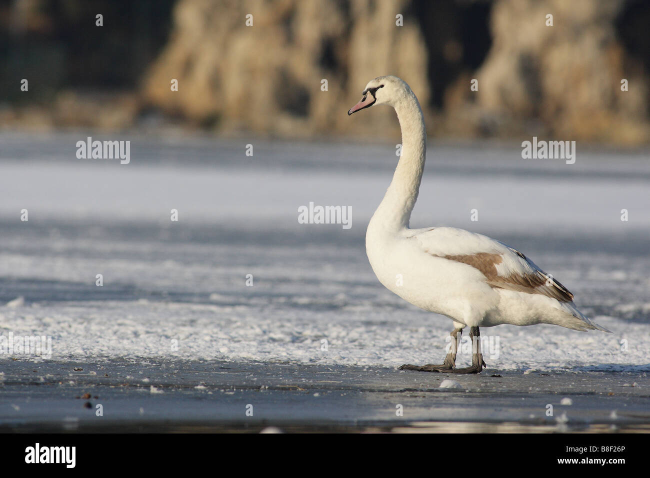Immature swan hi-res stock photography and images - Alamy